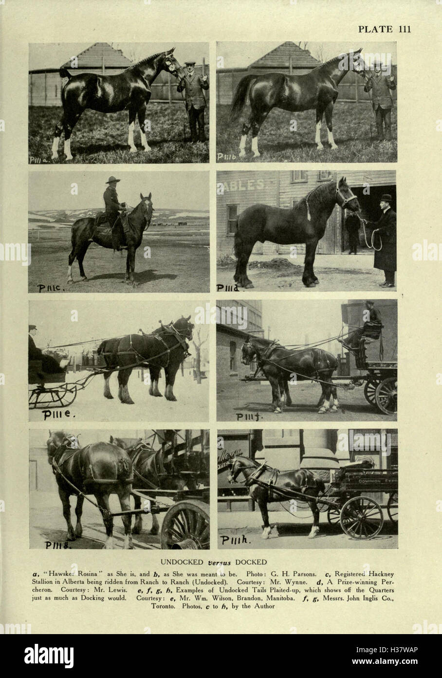 A comprehensive guide to modern horse management, covering essential ...