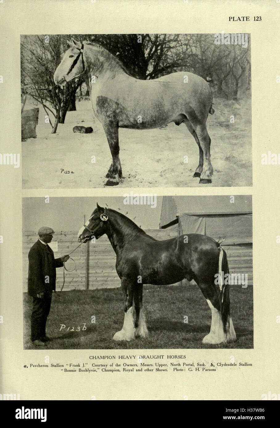 This page discusses modern methods of horse management, focusing on ...