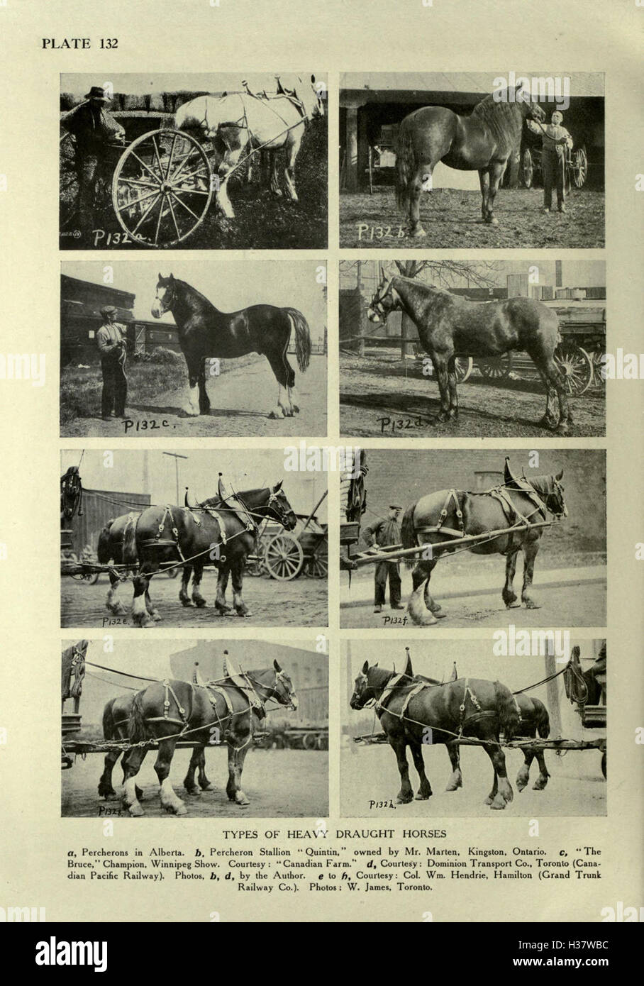 This work focuses on contemporary practices in horse management ...