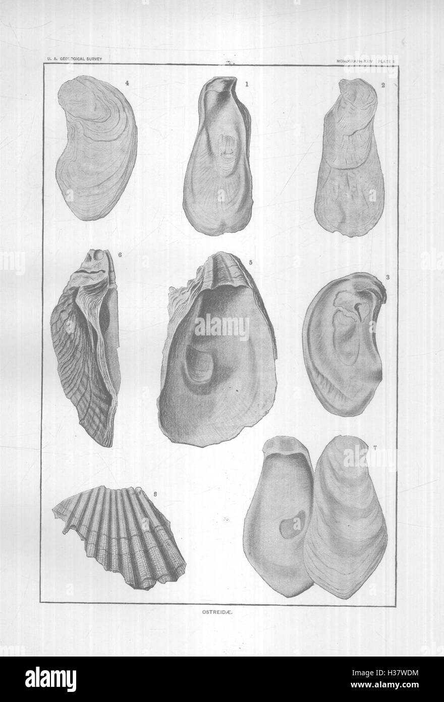 An exploration of mollusks and crustaceans from the Miocene period in ...