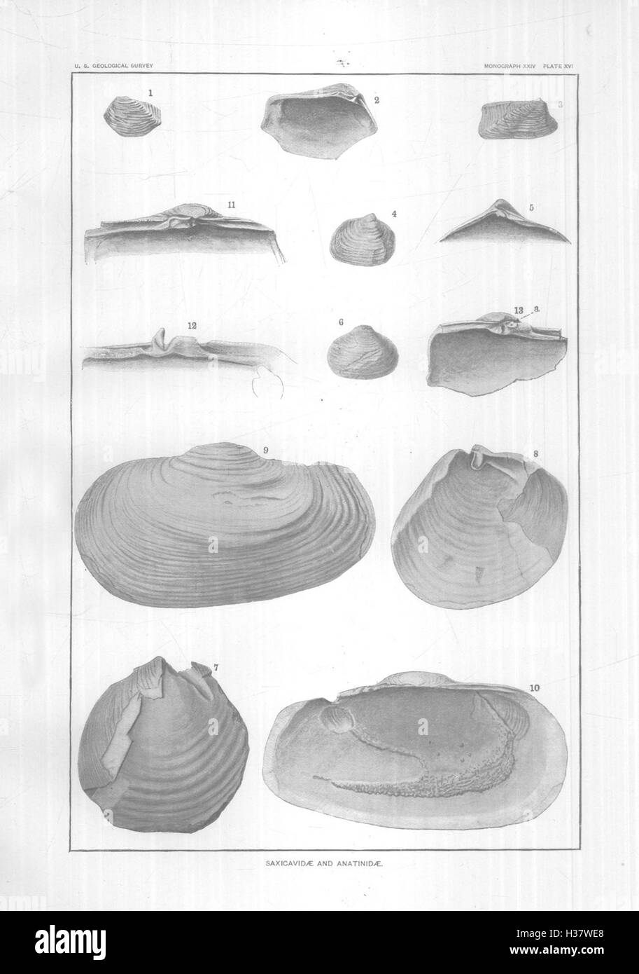 This work presents a detailed study of the Mollusca and Crustacea ...