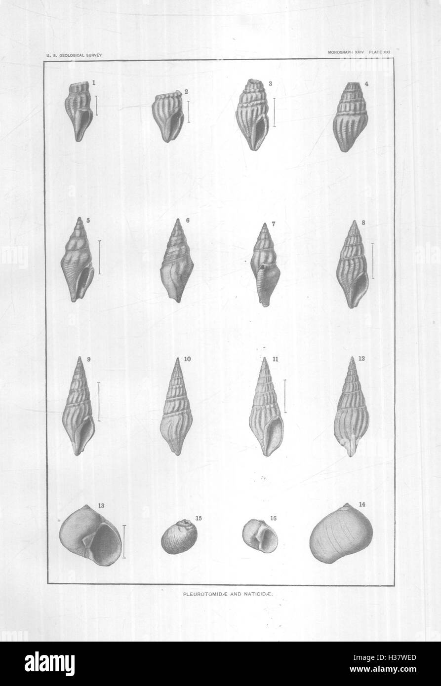 Miocene fossils Black and White Stock Photos & Images - Alamy
