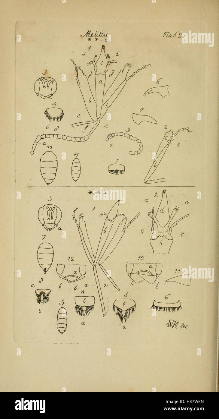 Monographia apum Angliæ BHL109 Stock Photo - Alamy