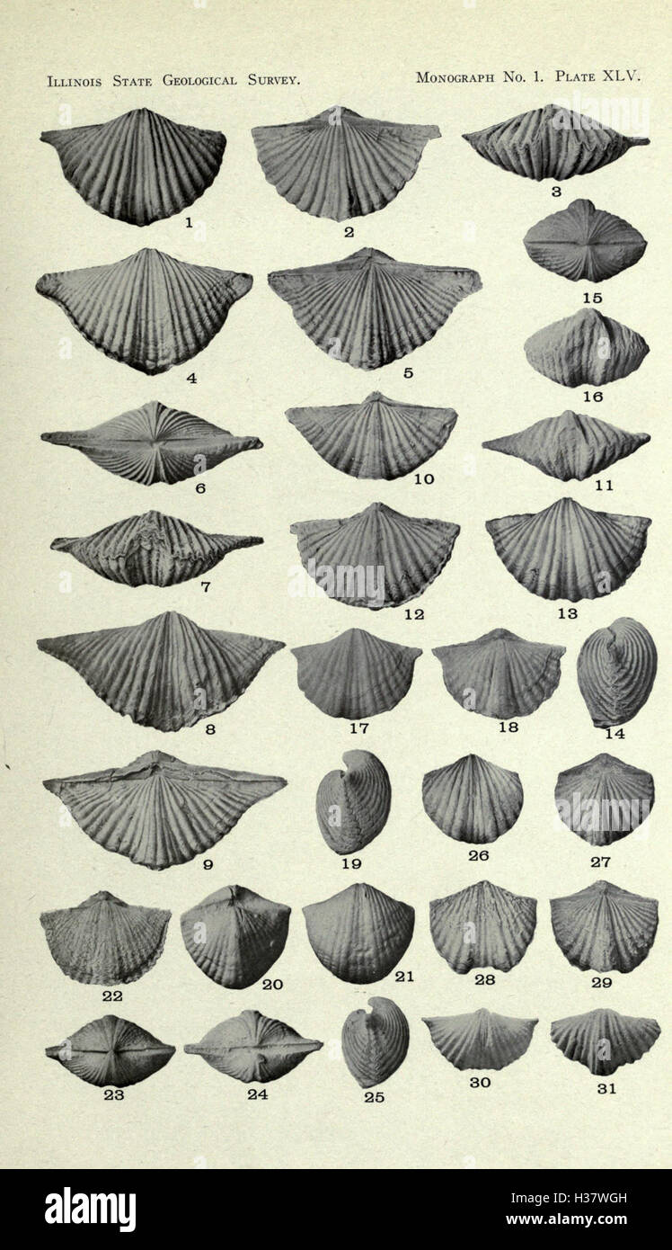 This monograph covers a detailed scientific study of a specific subject ...