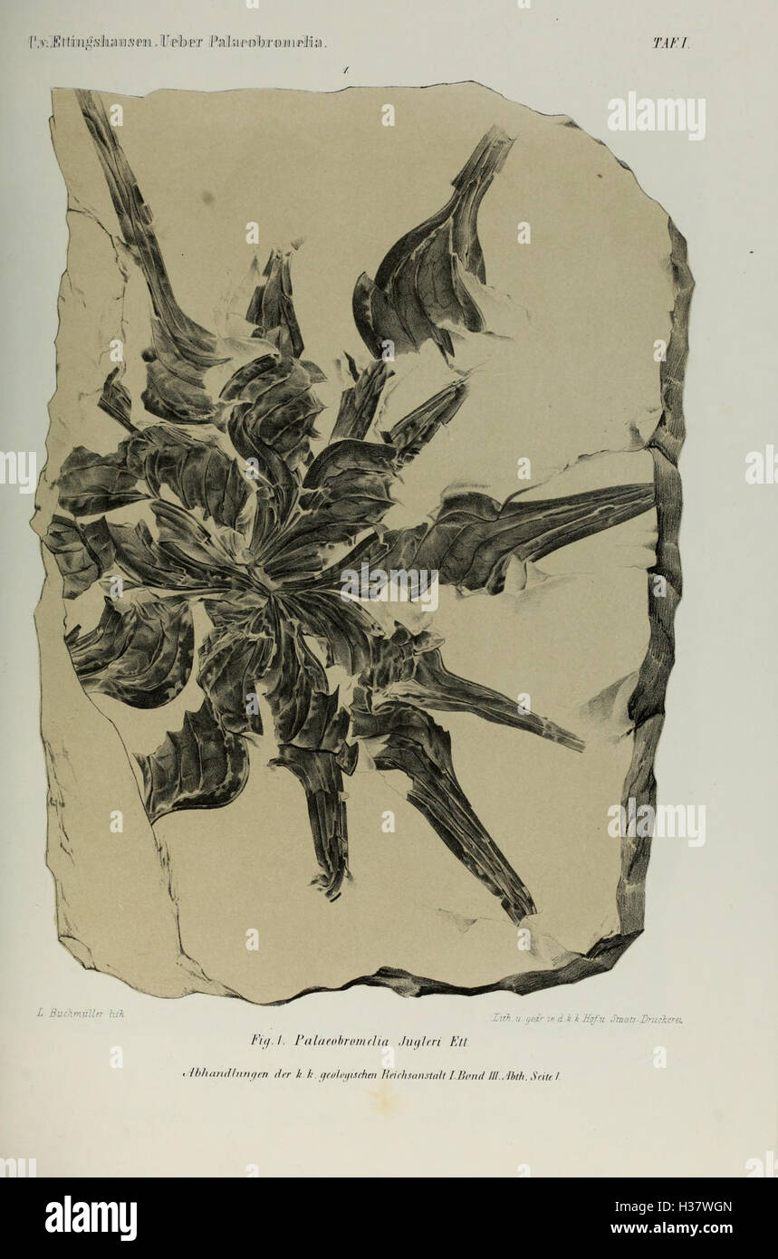 This collection of geological papers from the Imperial and Royal ...