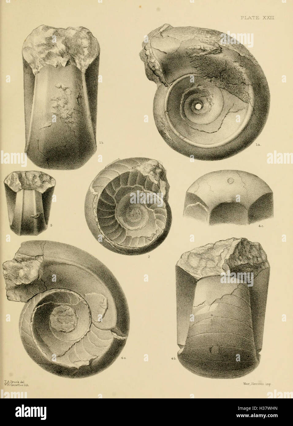 Evolutionary history of cephalopods hi-res stock photography and images ...