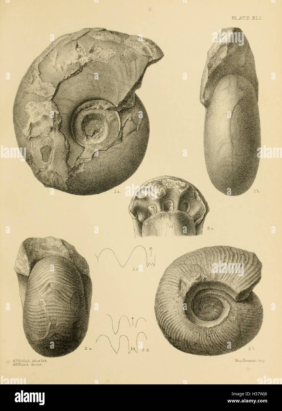 Ammonoid fossil carboniferous hi-res stock photography and images - Alamy