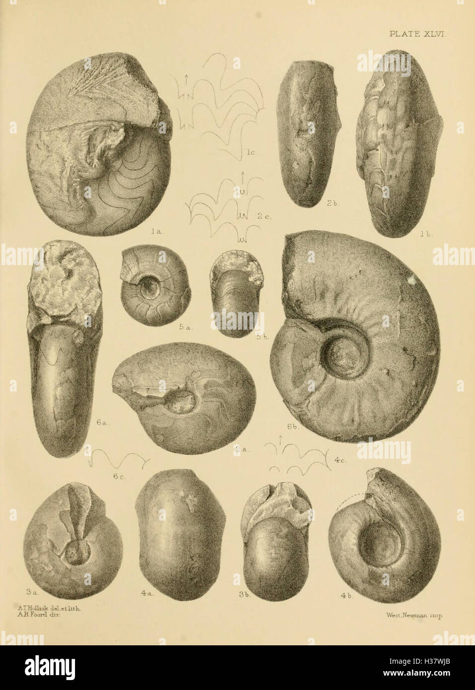 This monograph focuses on the Carboniferous period cephalopods of ...