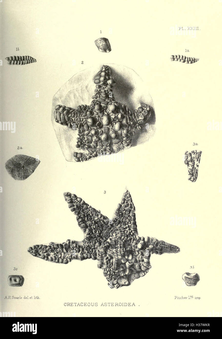 Echinodermata fossil hi-res stock photography and images - Alamy