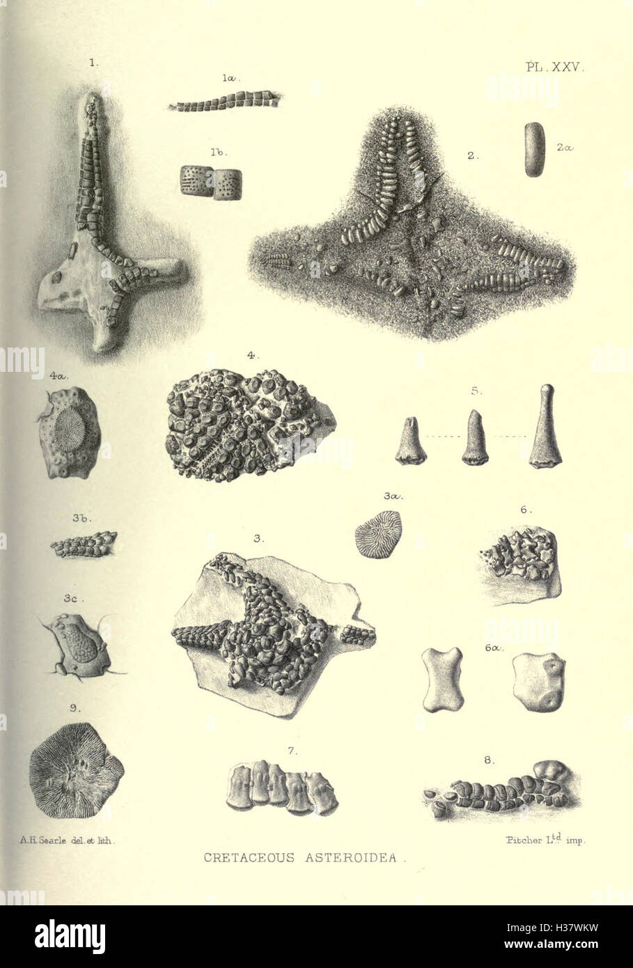 This monograph presents a detailed study of the fossil echinoderms from ...