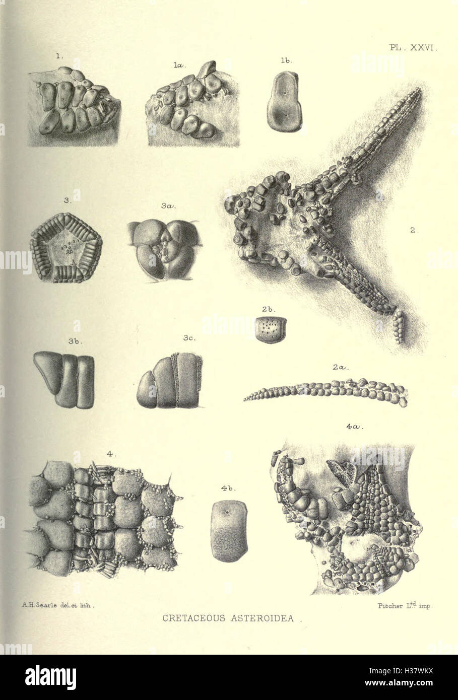 A detailed study of British fossil echinoderms from Cretaceous deposits ...