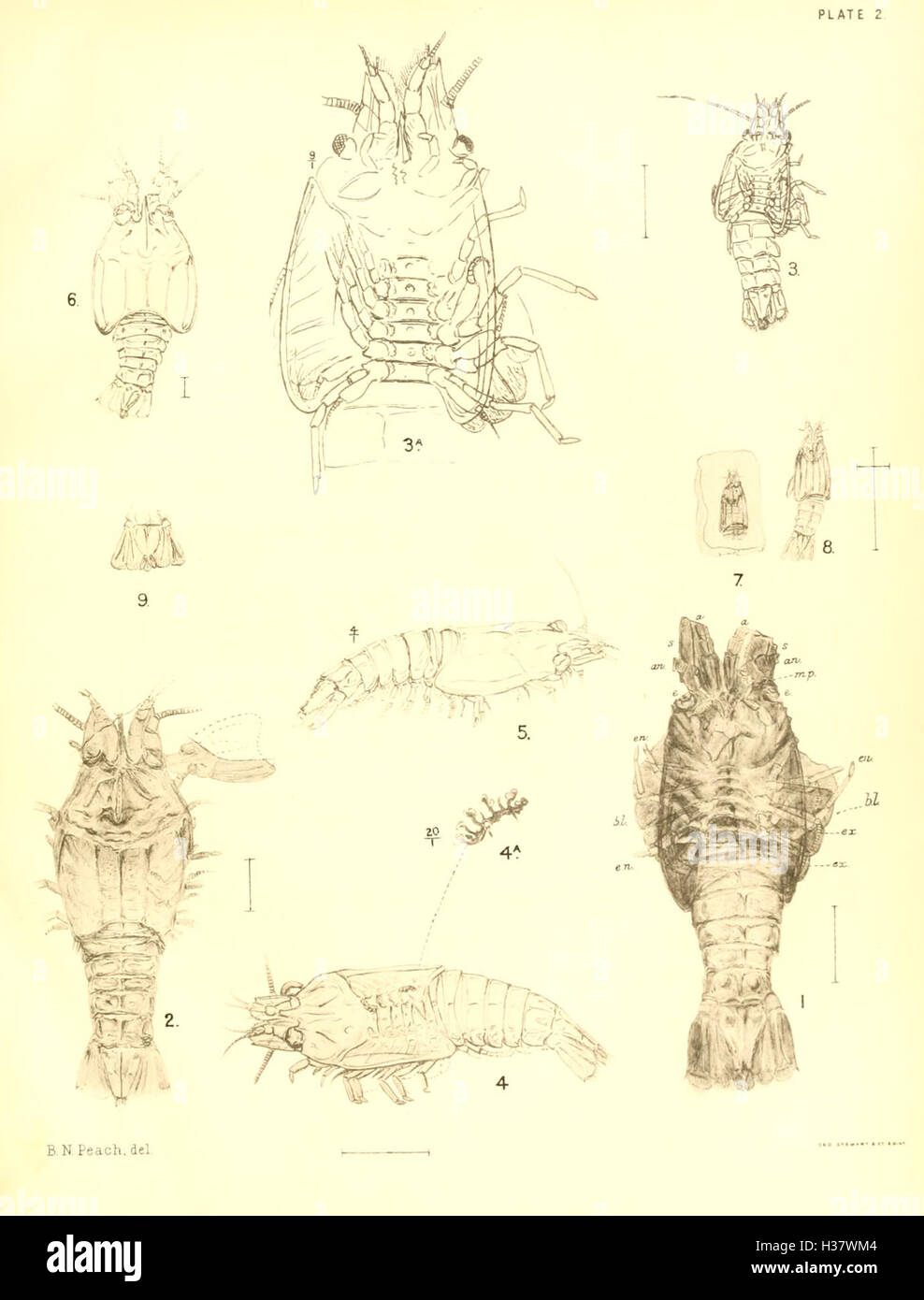 This monograph focuses on the higher Crustacea species found in the ...