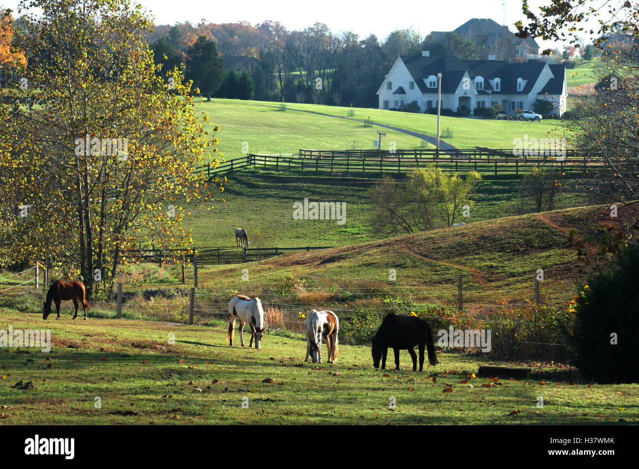 Horses grazing in fenced farm in Virginia's countryside, USA Stock ...