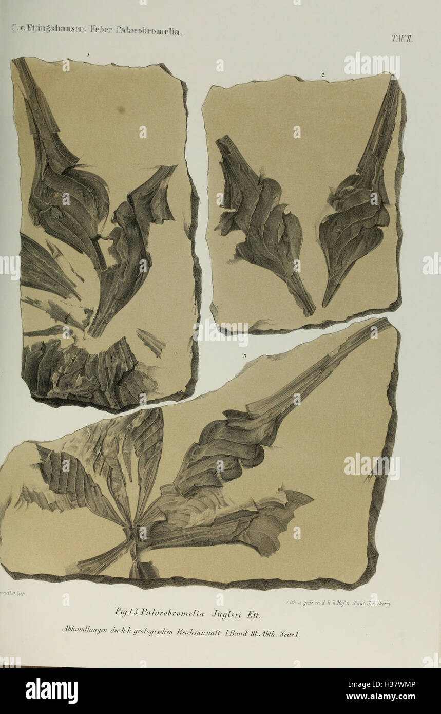 A collection of geological studies from the Imperial and Royal ...