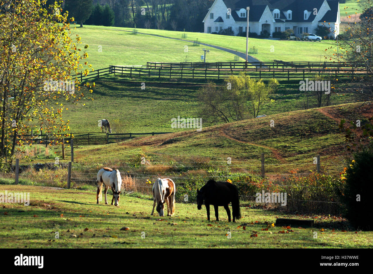 Virginia countryside horse usa hi-res stock photography and images - Alamy