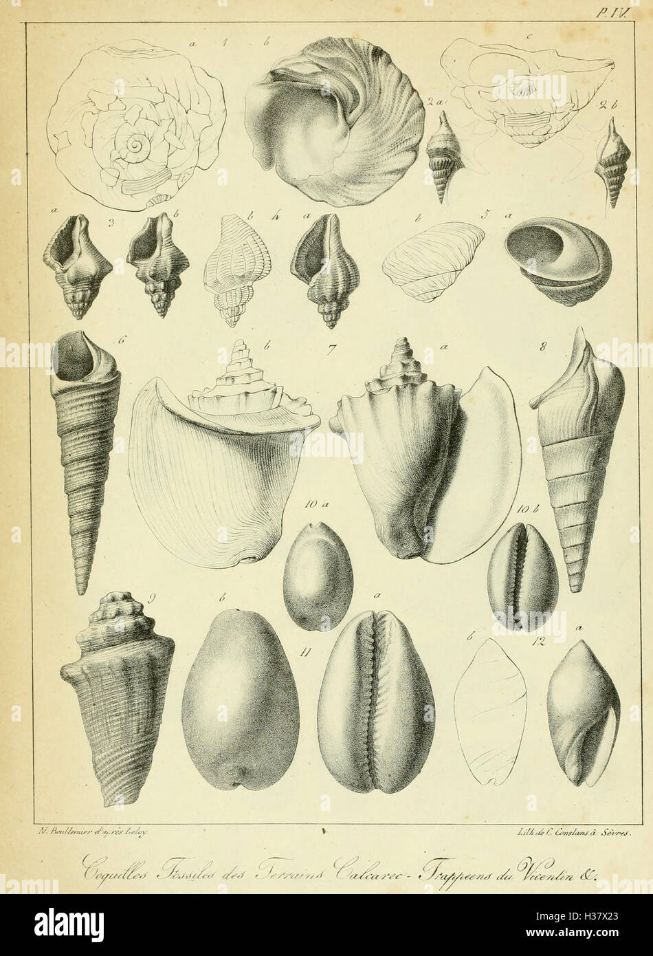 Mémoire sur les terrains de sédiment supérieurs calcaréo-trappéens du ... Mémoire sur les terrains de sédiment supérieurs calcaréo-trappéens du ...