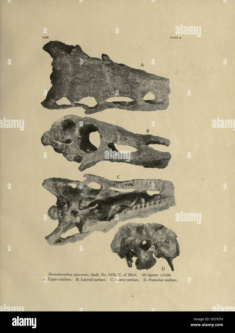 This research explores newly discovered reptiles and stegocephalians ...