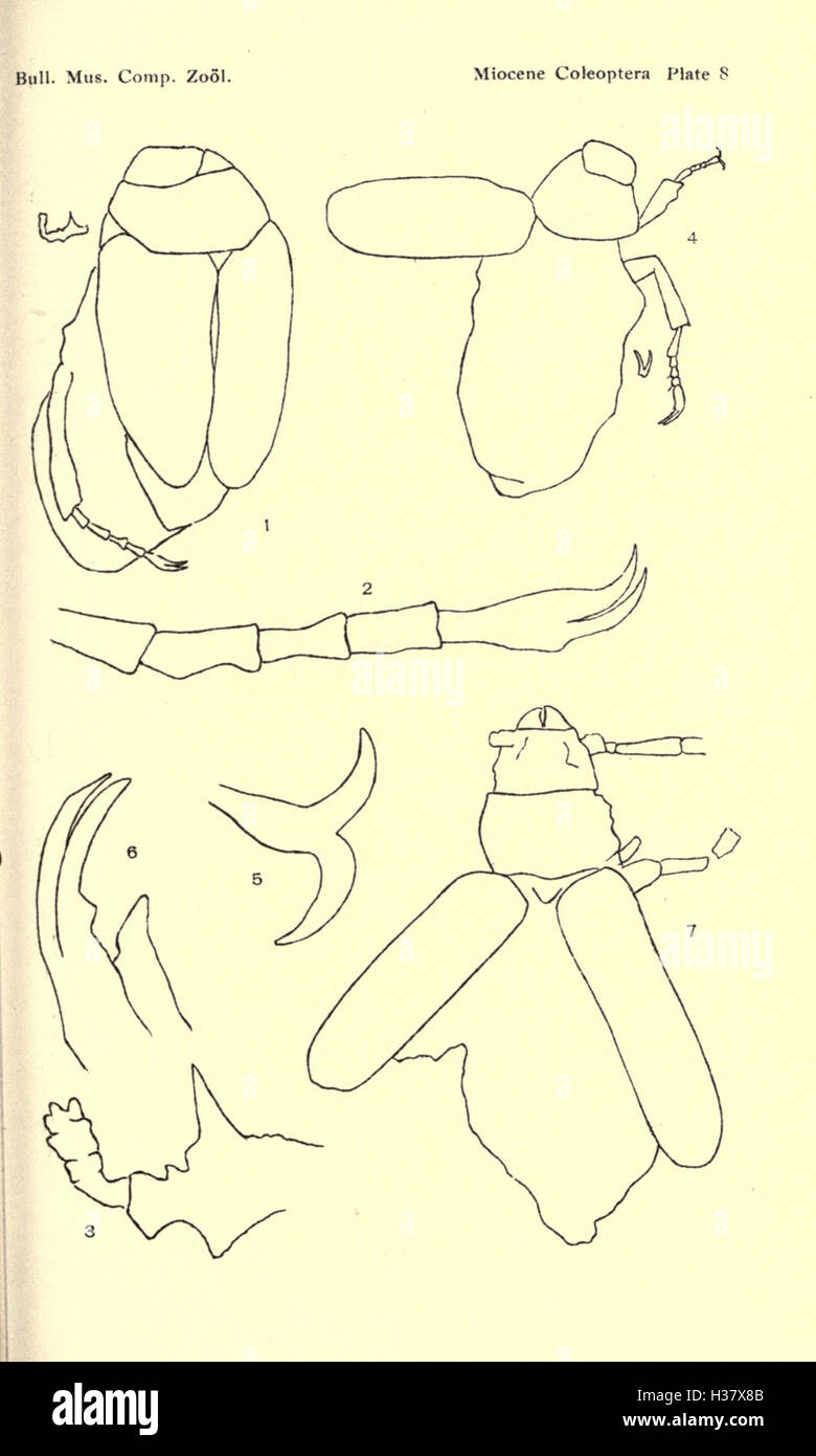 This work presents newly discovered Miocene-era beetle fossils from the ...