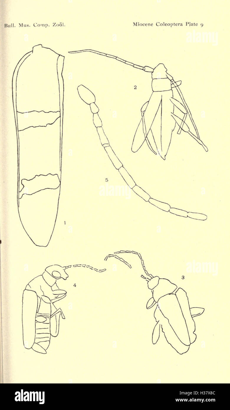 This work presents new findings on Miocene-era Coleoptera fossils from ...