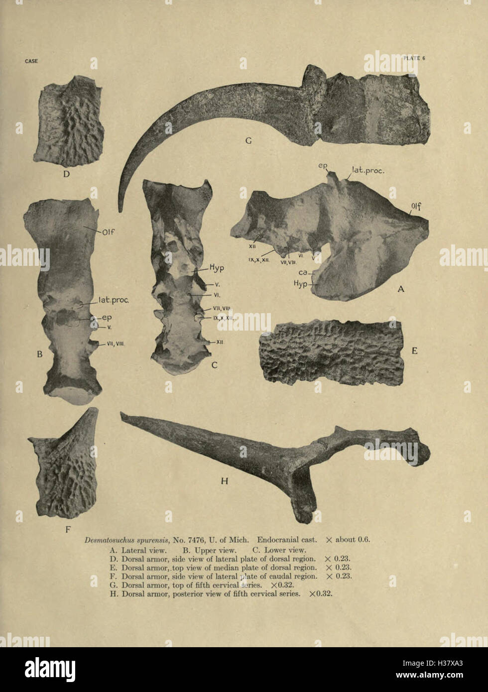 This work presents new species of reptiles and stegocephalians ...