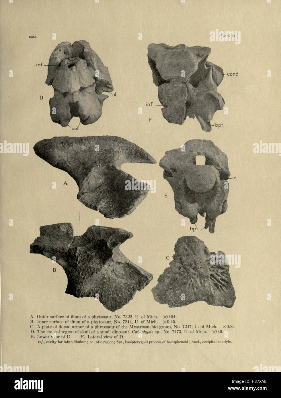 This page presents findings of new reptile and stegocephalian fossils ...