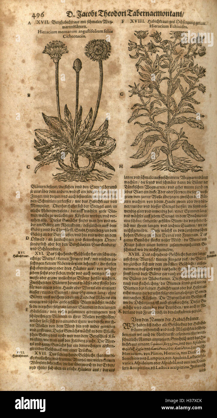This work, a comprehensive herbal book, details various herbs and their ...