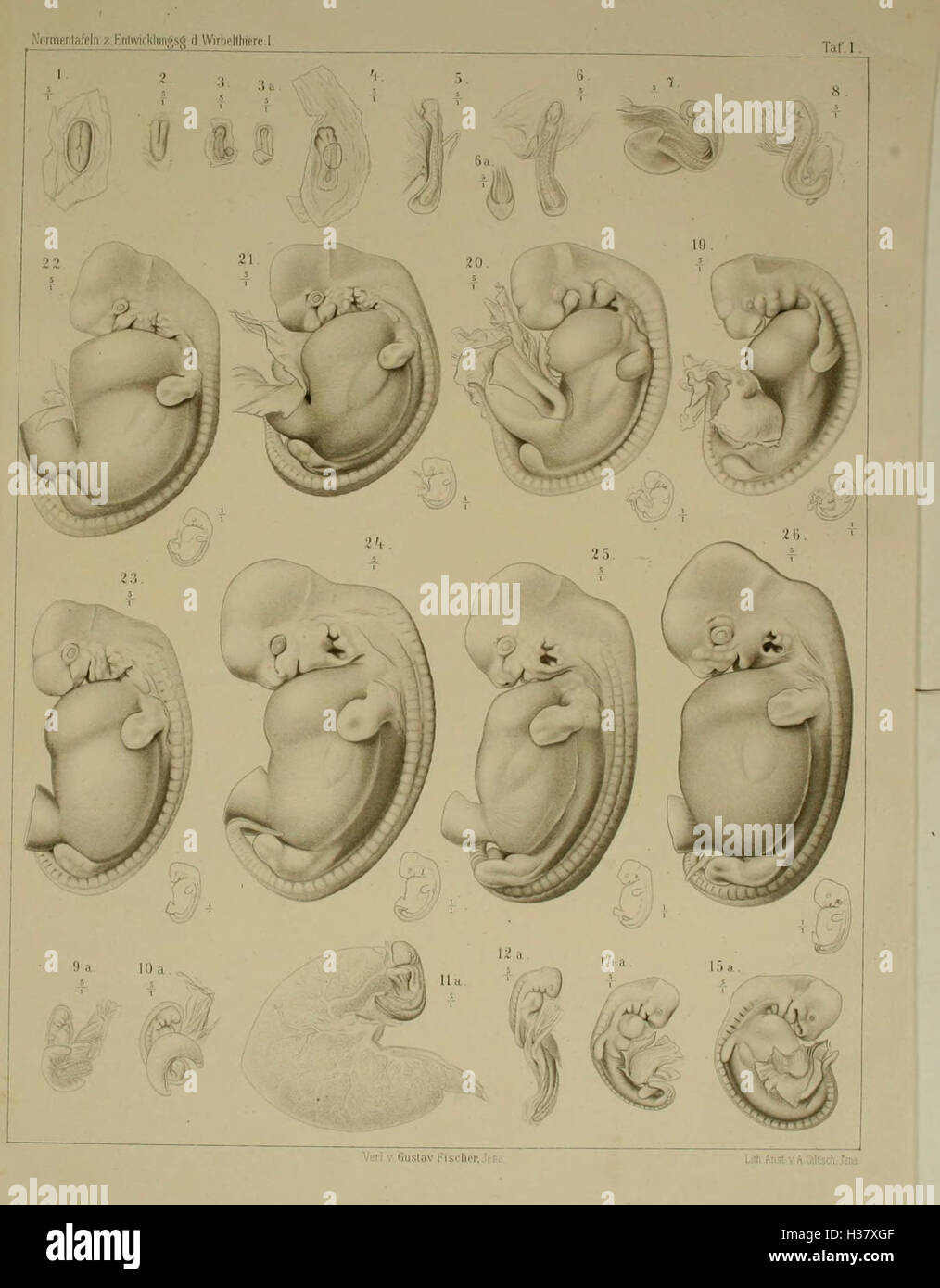 This work presents tables illustrating the developmental history of ...