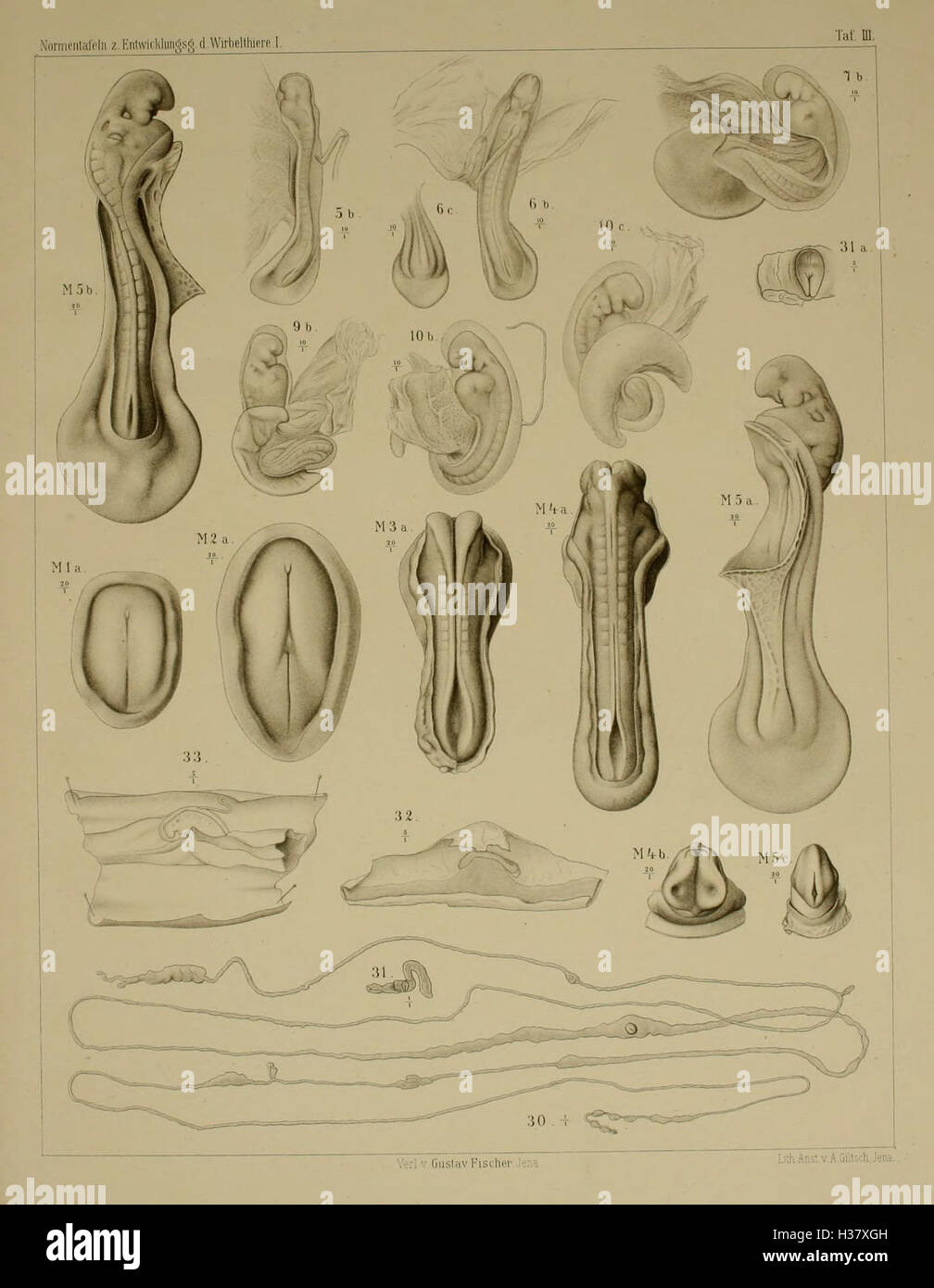 This work presents the evolutionary development of vertebrates ...