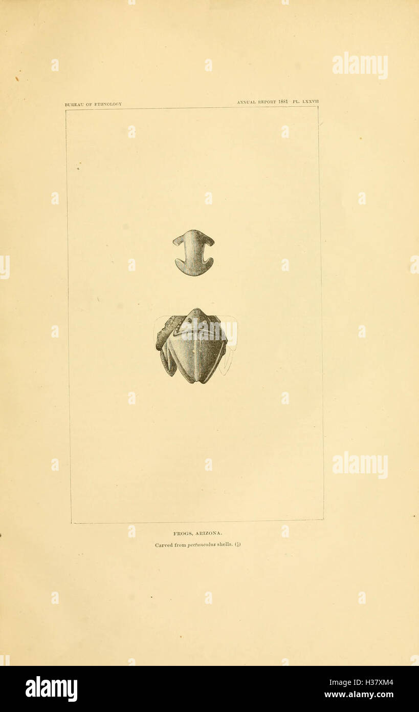 This work delves into the use of shells in art by ancient American ...