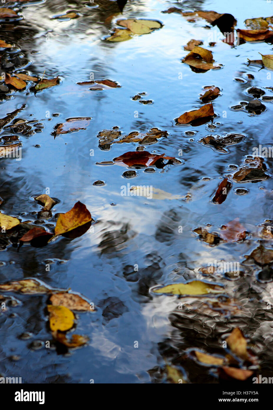 Autumn Leaves in New Jersey Stock Photo - Alamy
