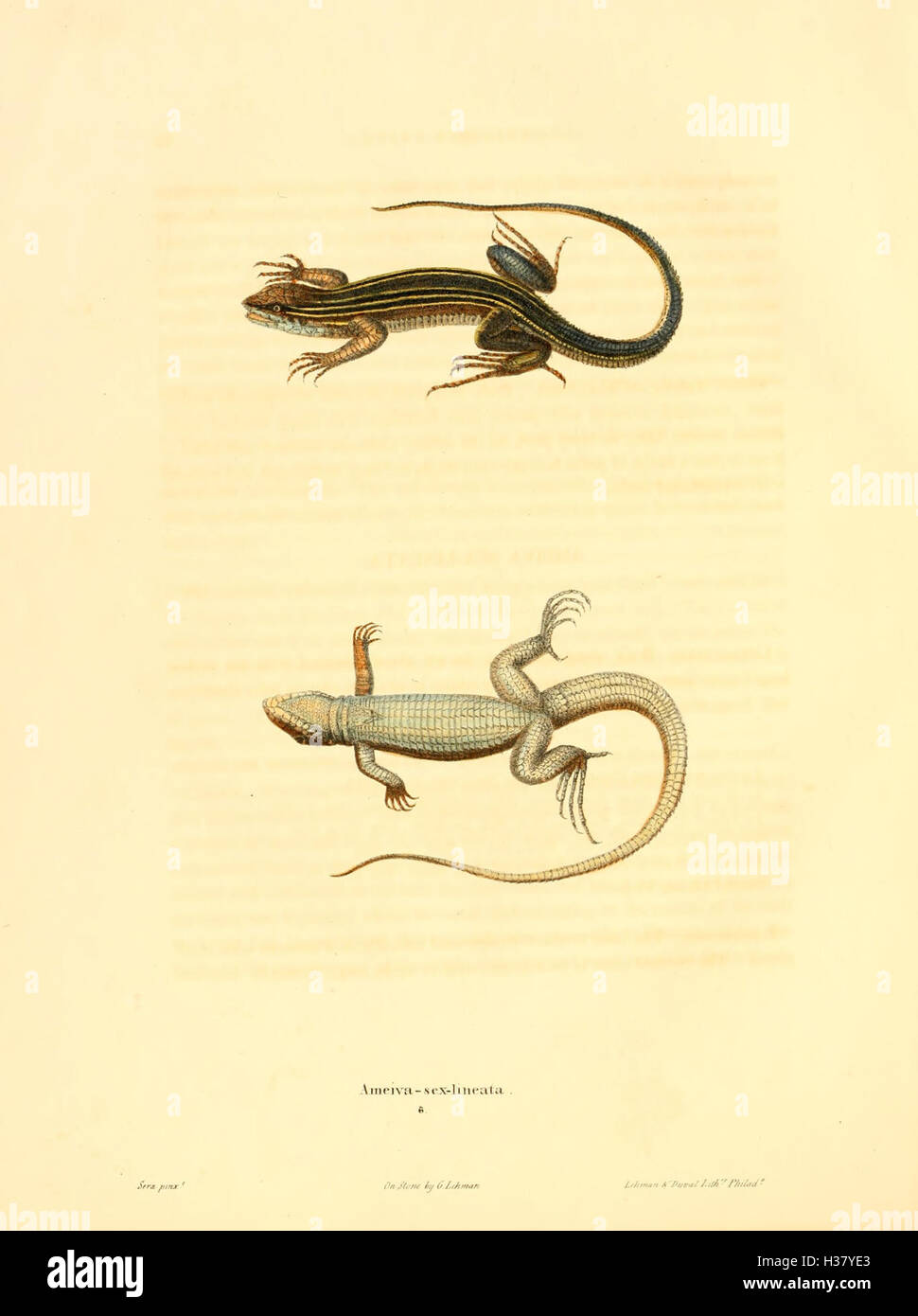 This text provides a comprehensive overview of the reptiles and ...