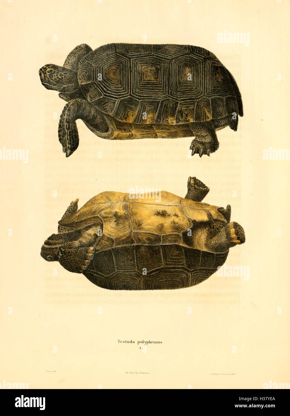 This work provides an extensive study of North American reptiles and ...