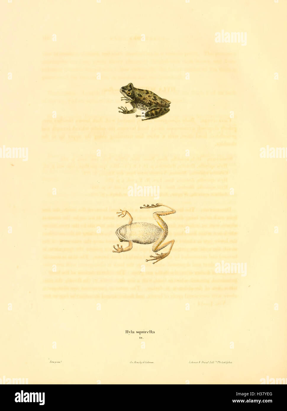 This work explores the reptiles and amphibians of North America ...