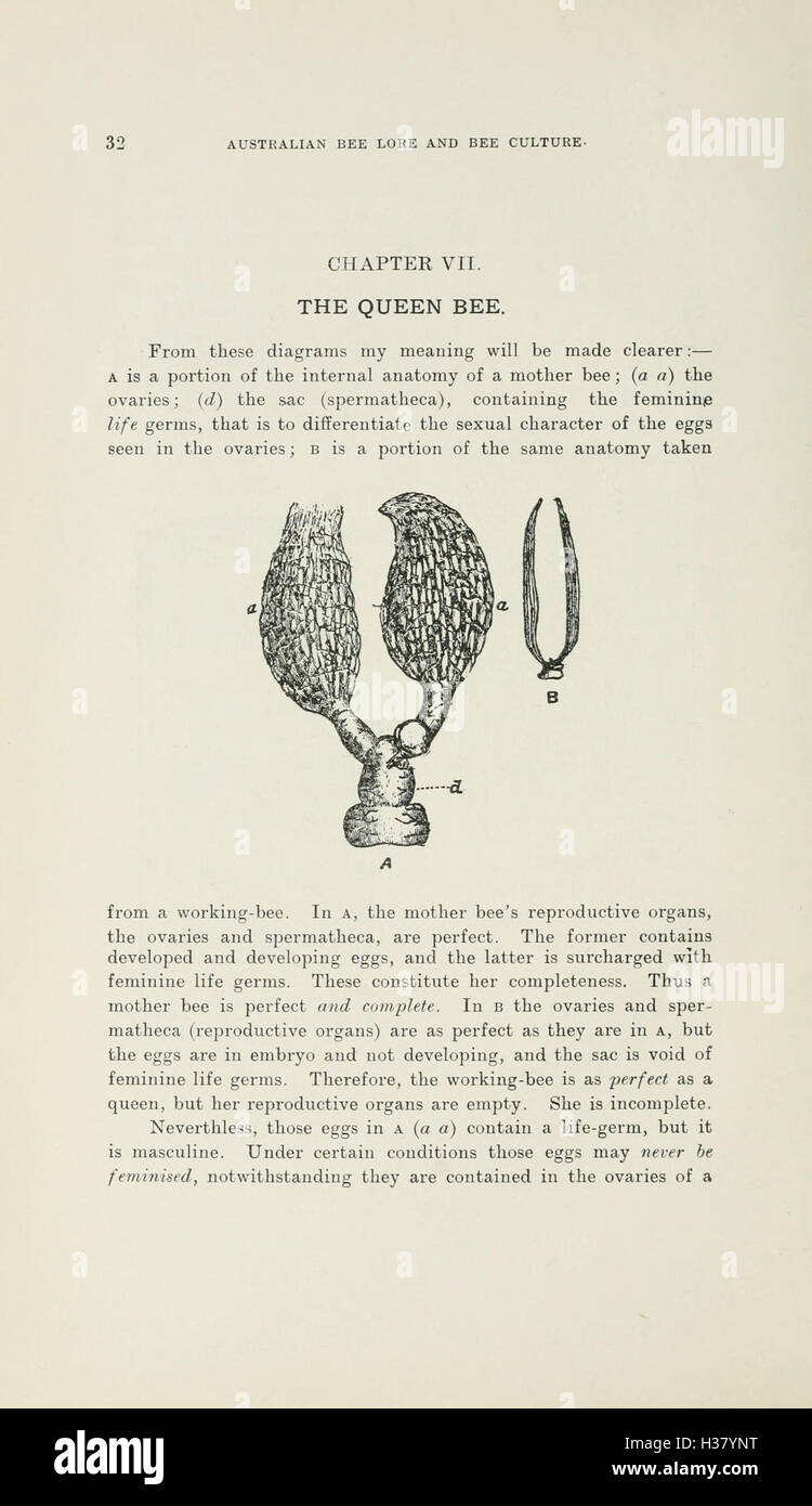 Australian bee lore and bee culture (Page 32) BHL114 Stock Photo - Alamy