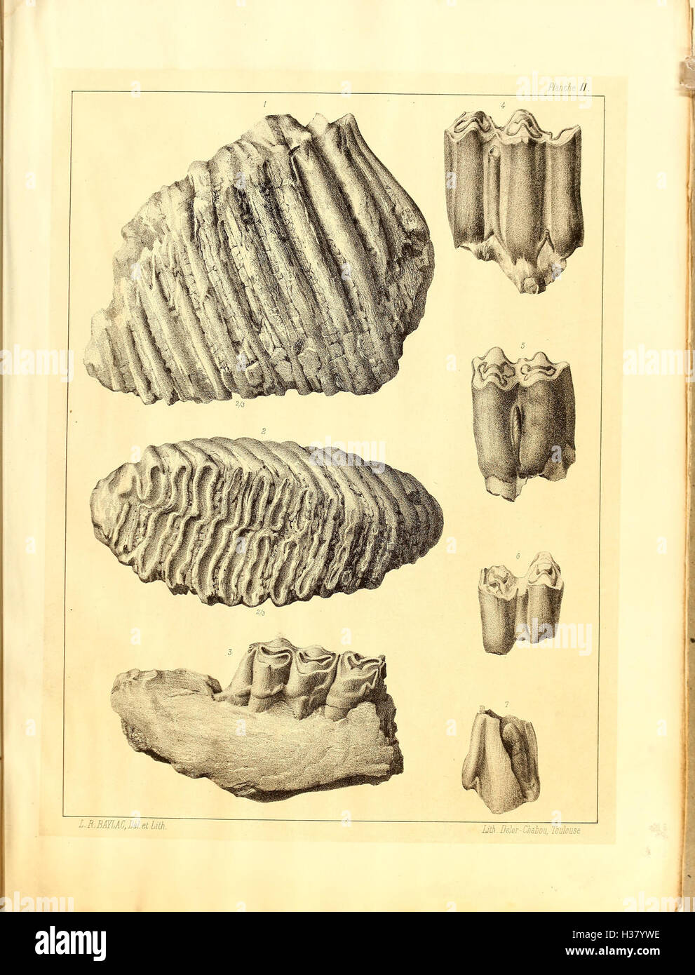 Quaternary period human hi-res stock photography and images - Alamy