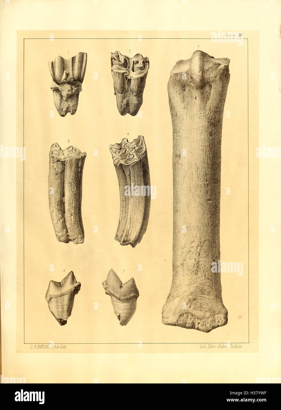 Quaternary period human hi-res stock photography and images - Alamy