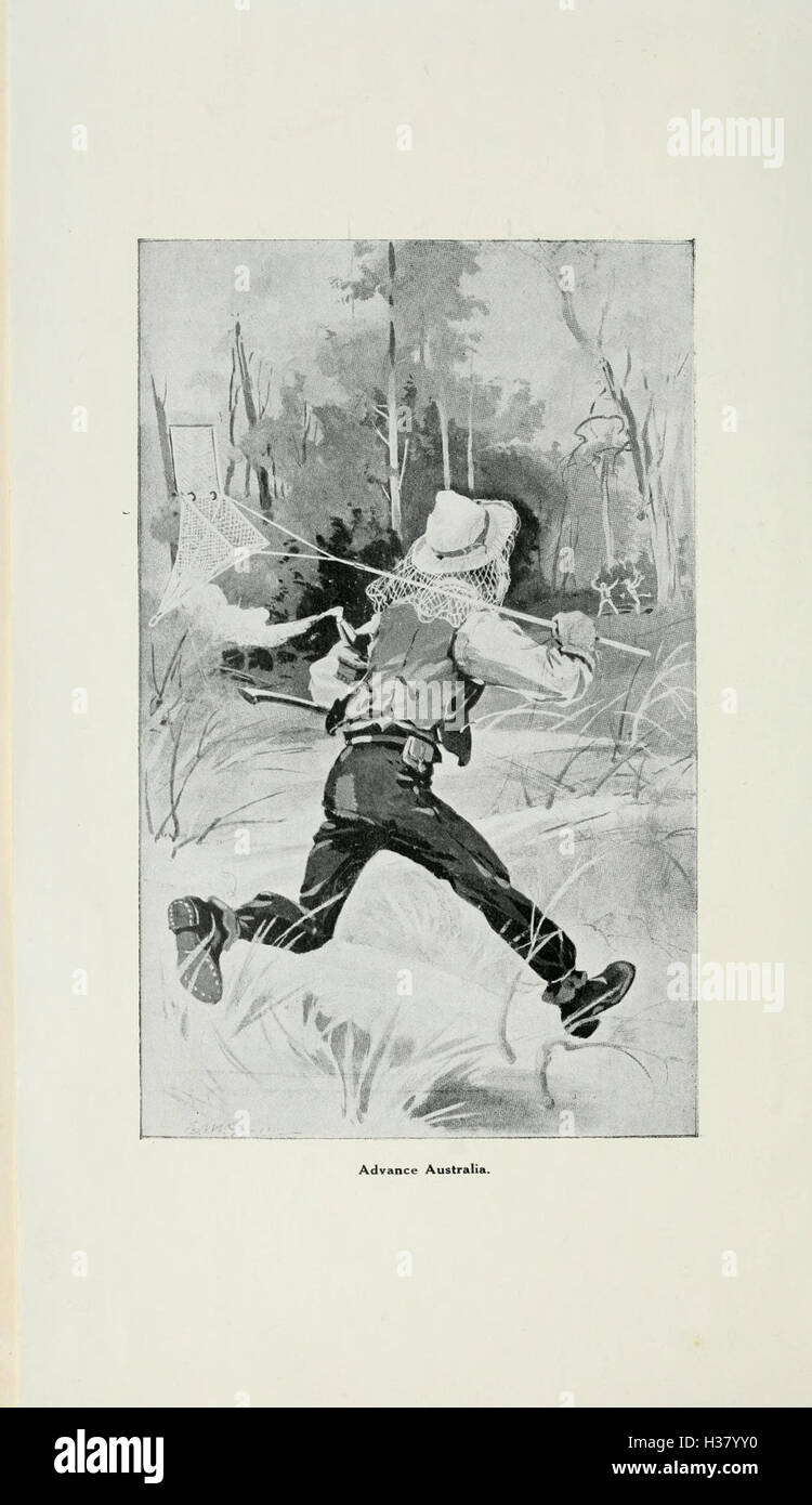 Australian bee hi-res stock photography and images - Alamy