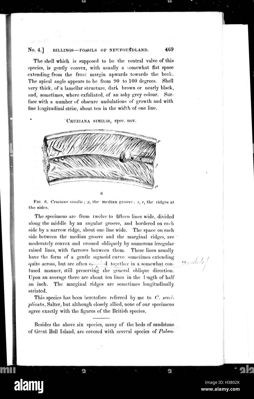 Understanding ancient biological forms hi-res stock photography and ...