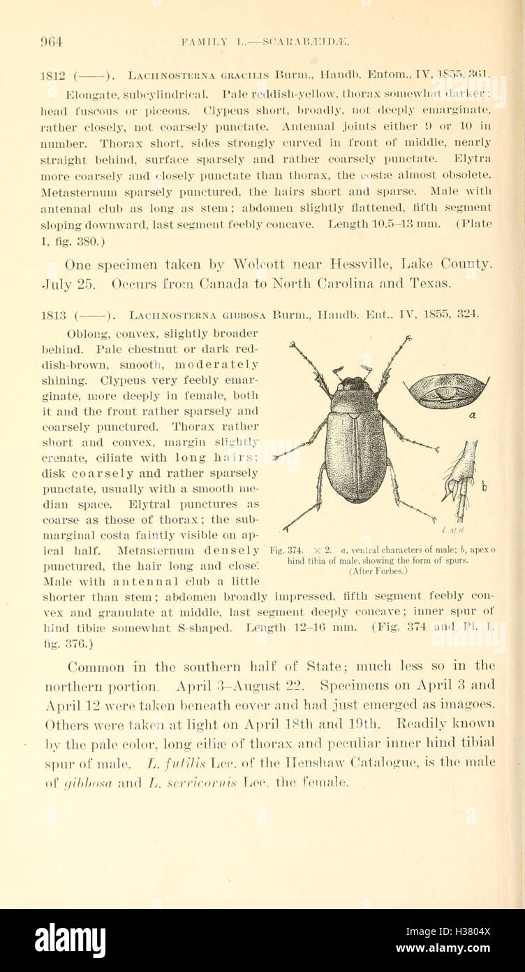 Taxonomic study coleoptera species hi-res stock photography and images ...