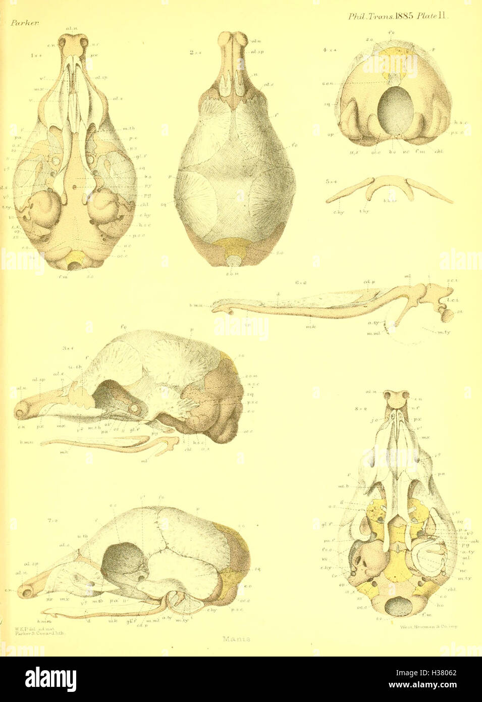 On the structure and development of the skull in the mammalia (Plate 11 ...