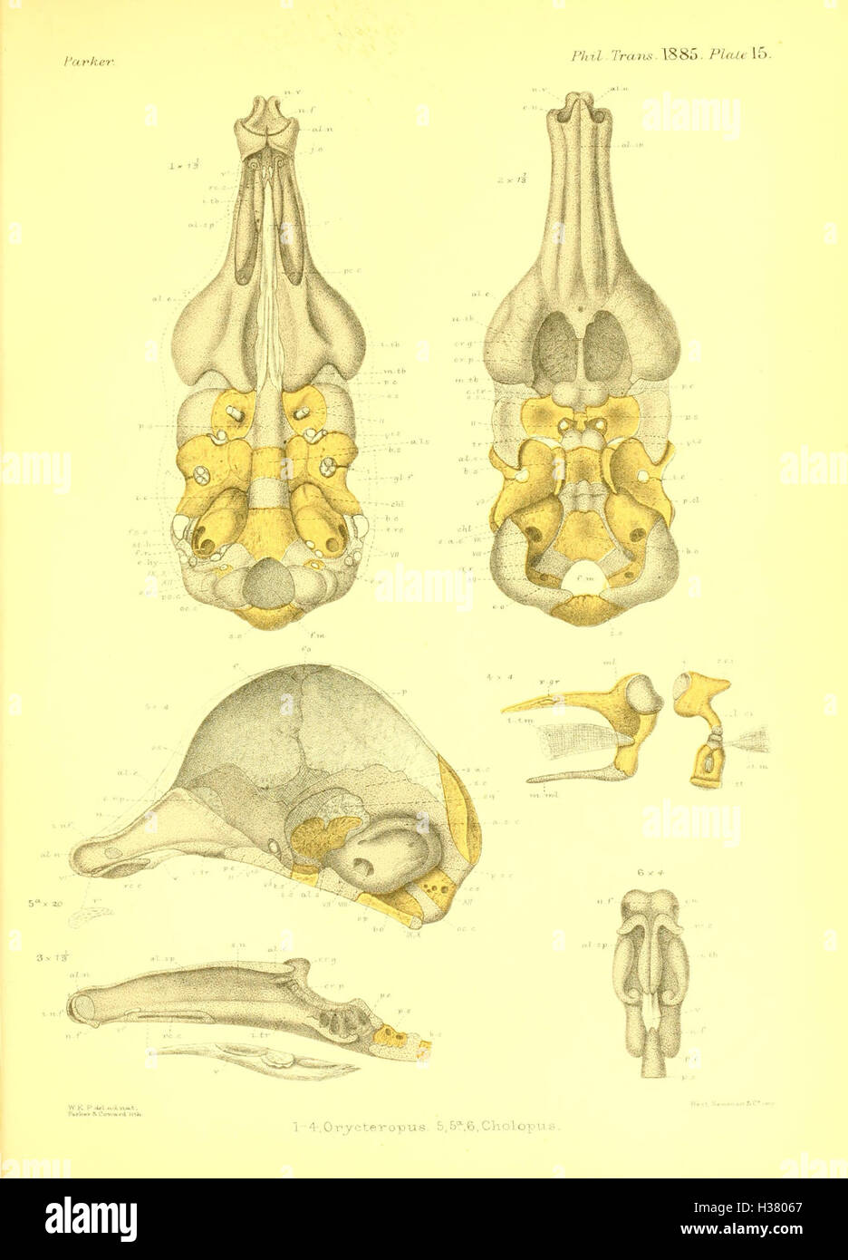 This work examines the structure and development of the skull in ...