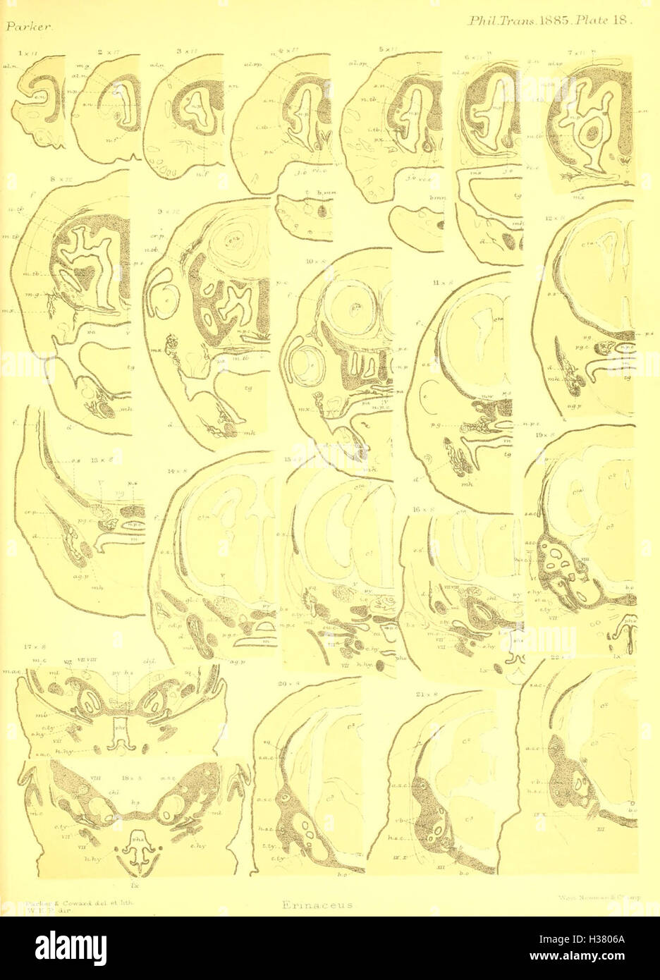 This plate provides detailed analysis of the structure and development ...