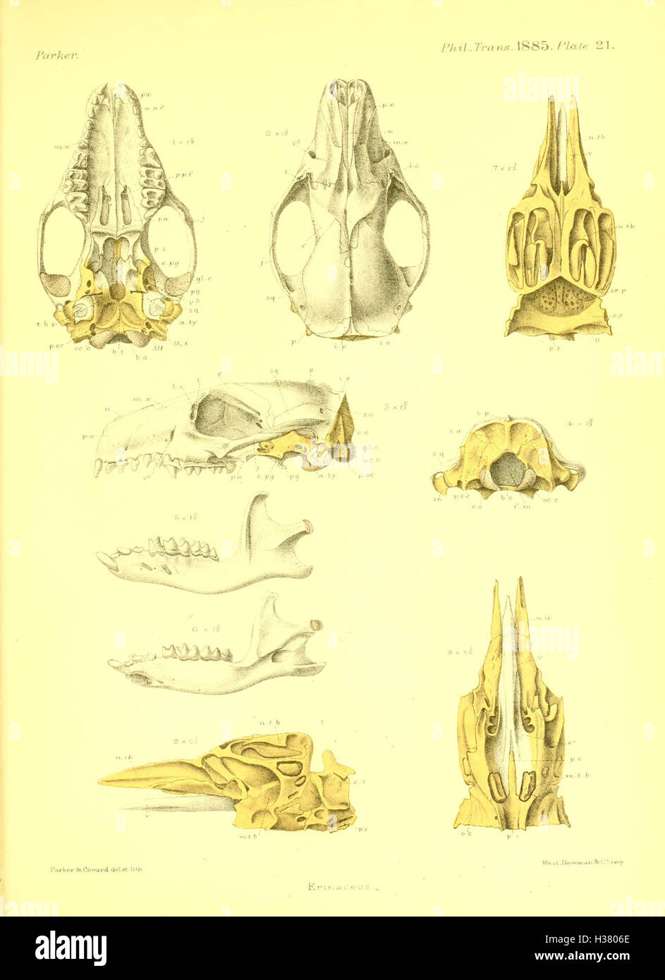 This page presents a detailed examination of the skull structure and ...