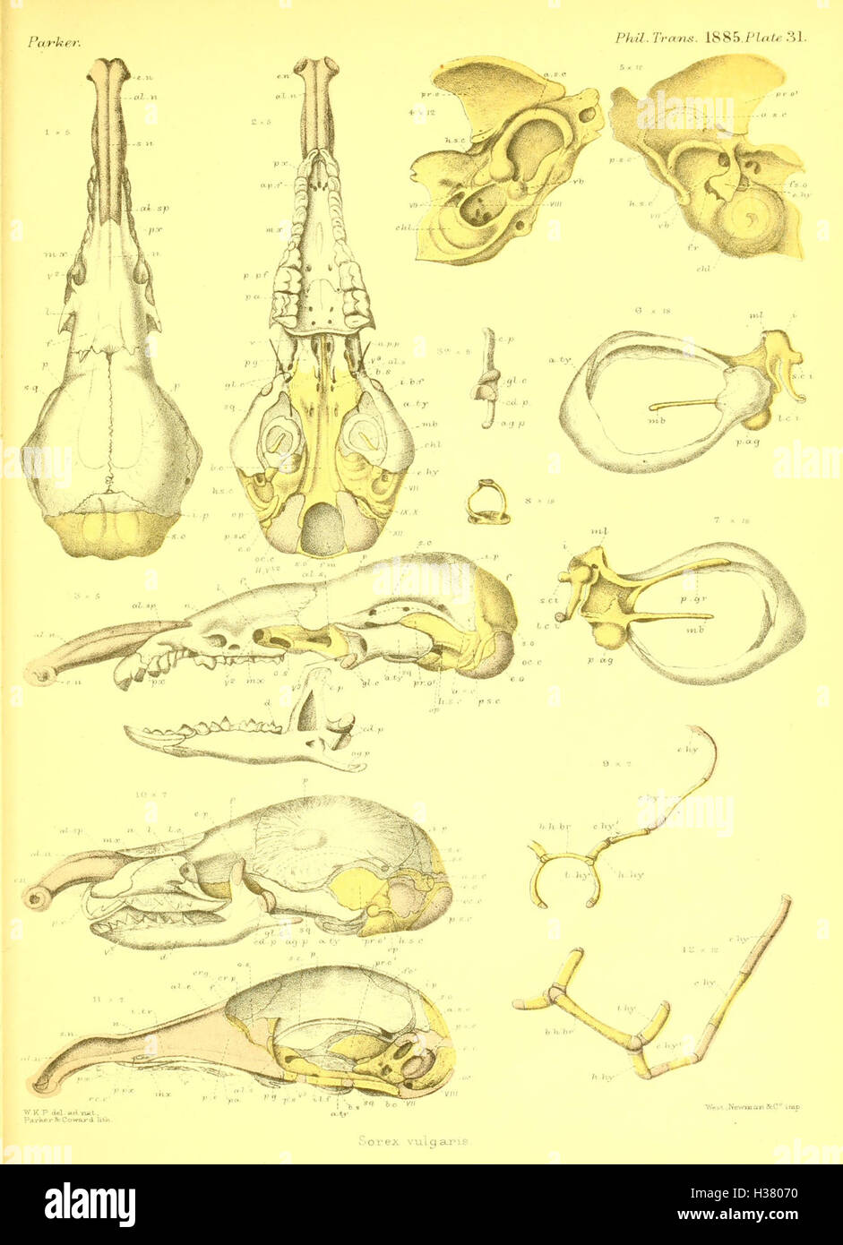 This work discusses the anatomy and developmental processes of ...