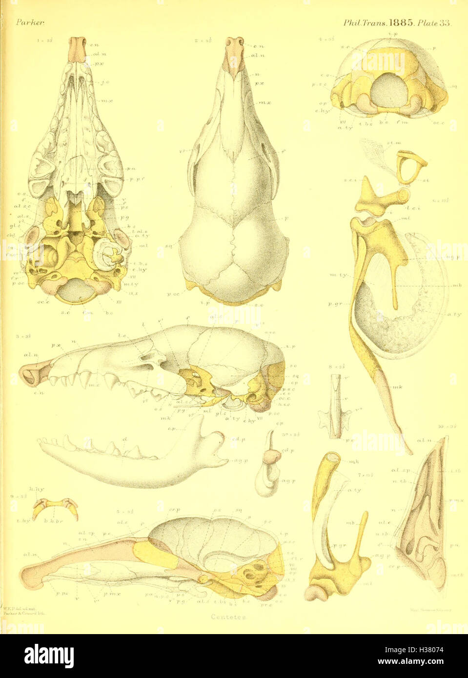 This study investigates the structure and development of the mammalian ...