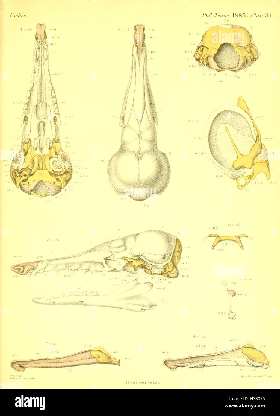 This study examines the structure and evolutionary development of ...