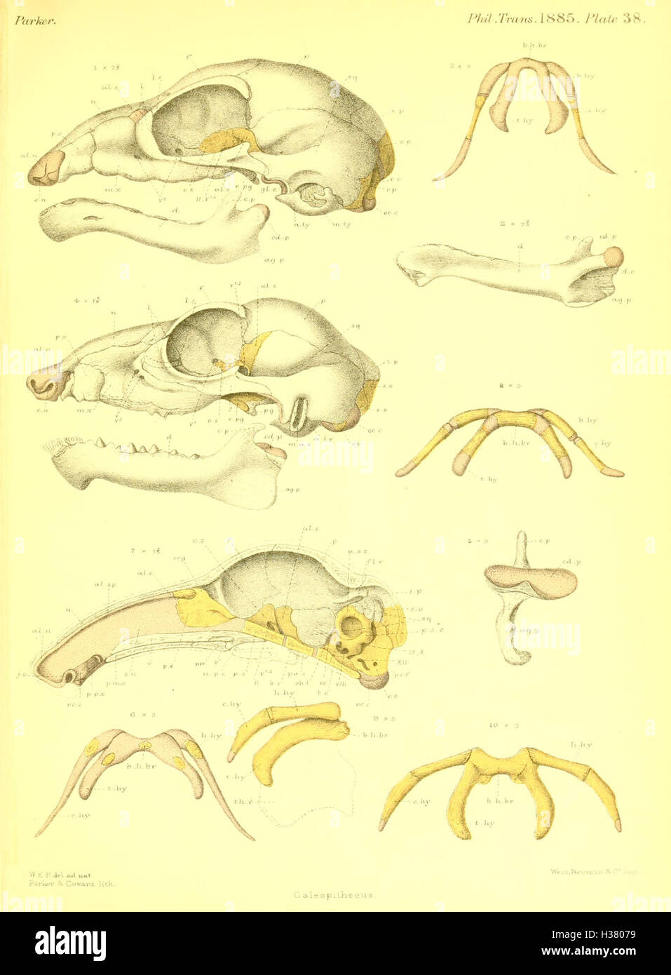 This work explores the anatomical structure and development of ...