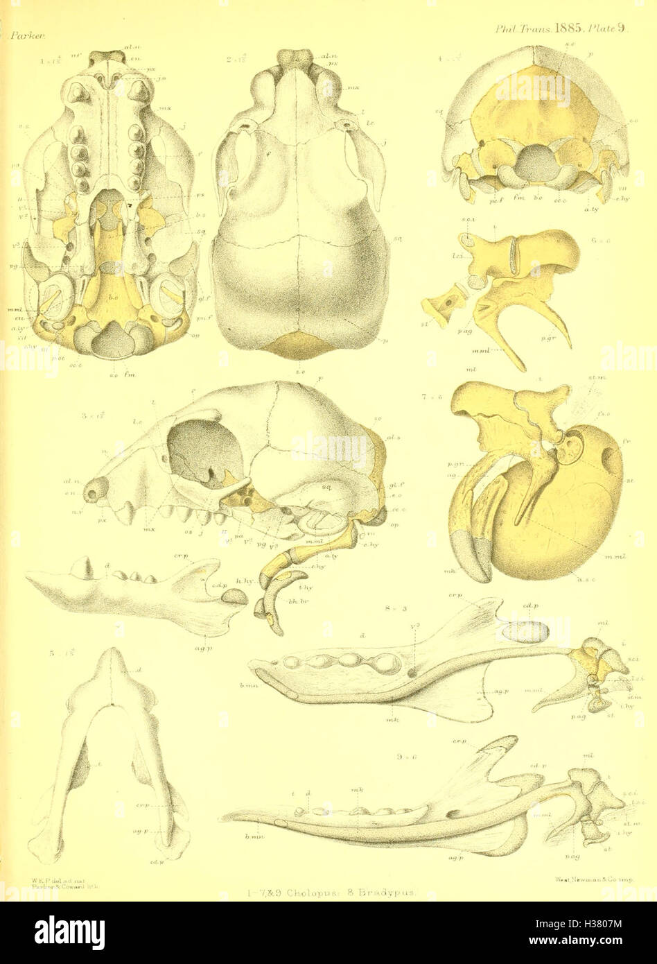 This work focuses on the skeletal structure and development of the ...