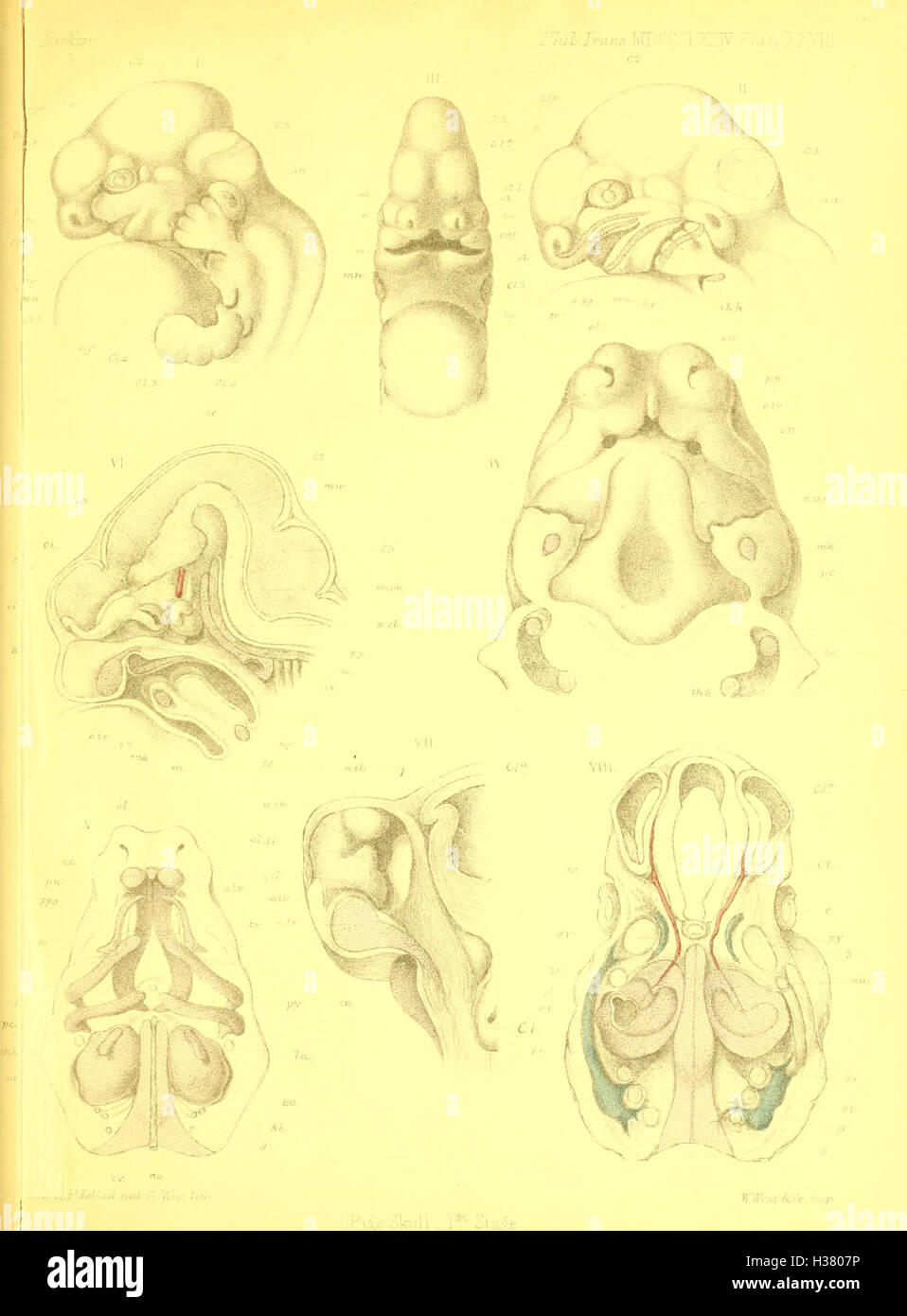 Various skull types hi-res stock photography and images - Alamy
