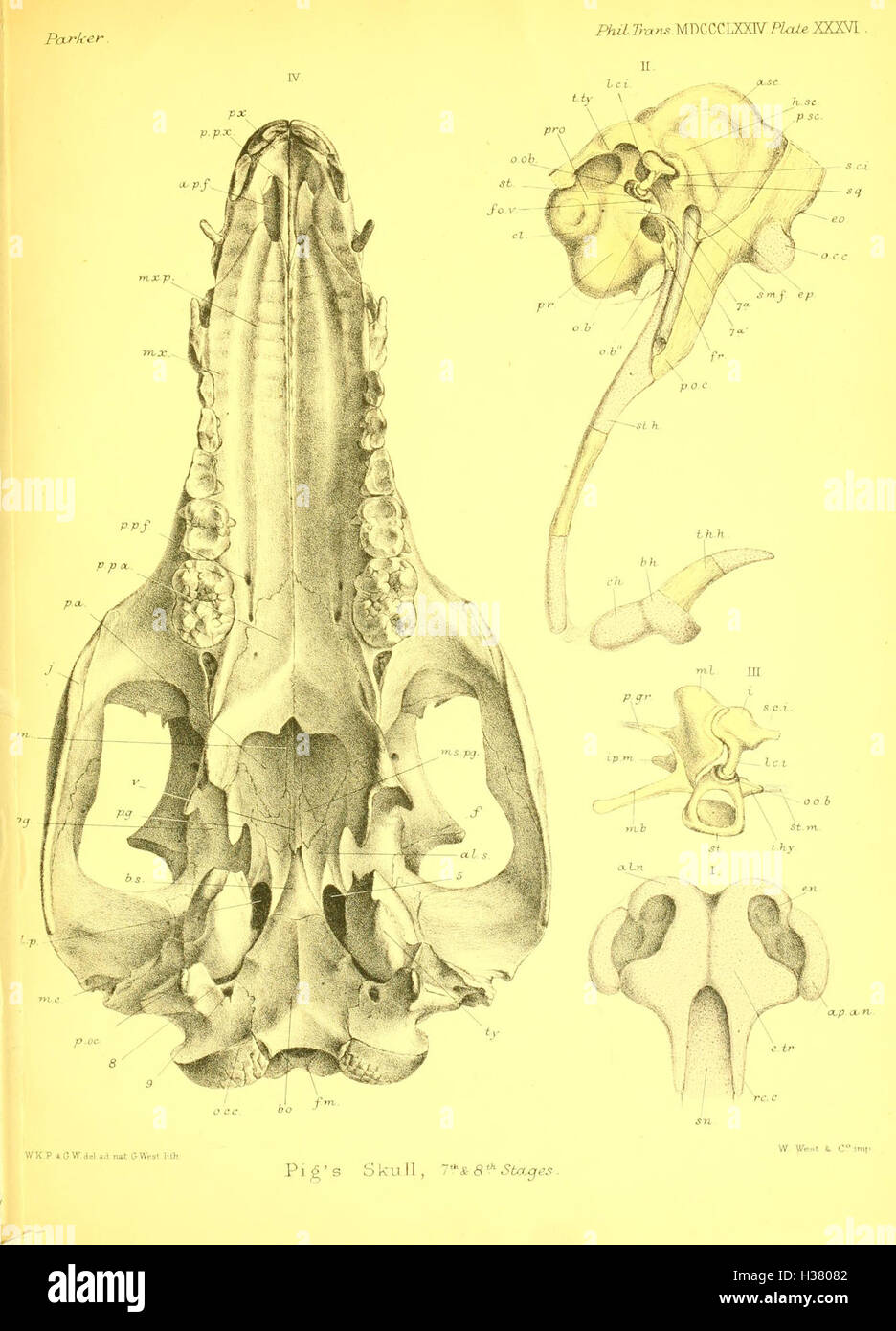 This work focuses on the development and anatomical structure of the ...